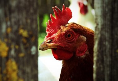 Can Chickens Fly: How Far And How High Can They Fly?