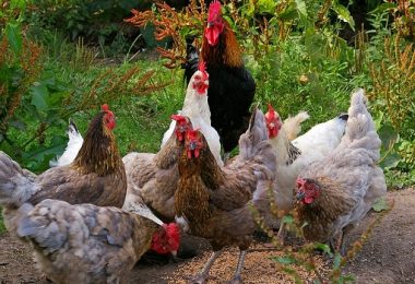 Can Chickens Fly: How Far And How High Can They Fly?