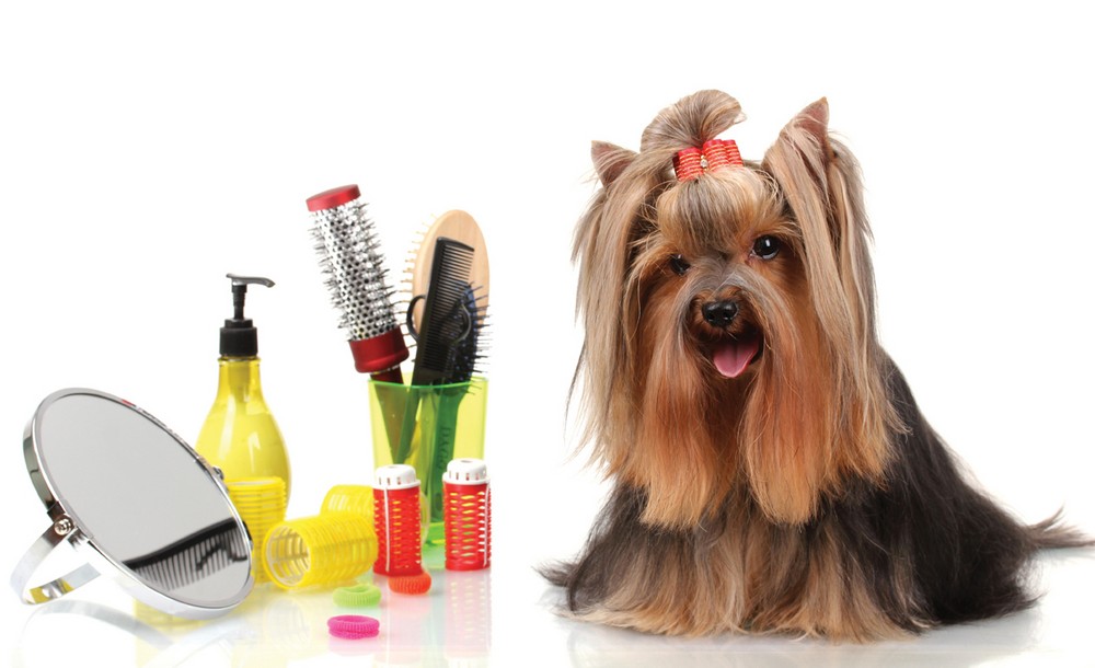 DIY dog grooming using the best tools for a perfect job.