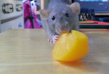 Can Rats Eat Pears