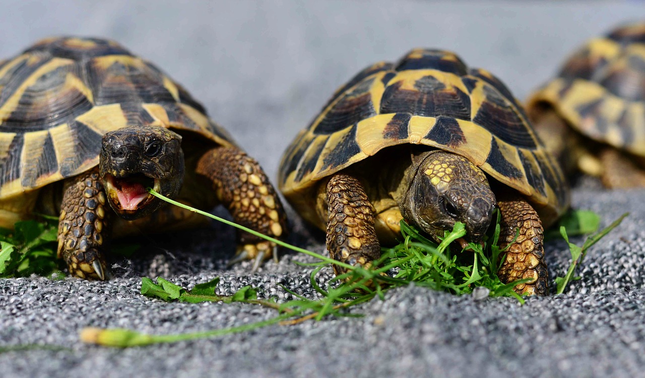 Keeping a Turtle as a Pet: The Basics