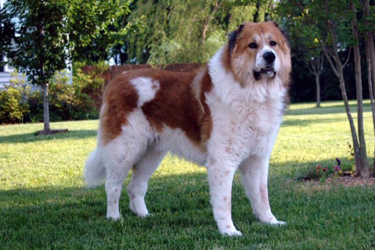 The Russian Bear Dog - Learn How To Groom And Train The Caucasian ...