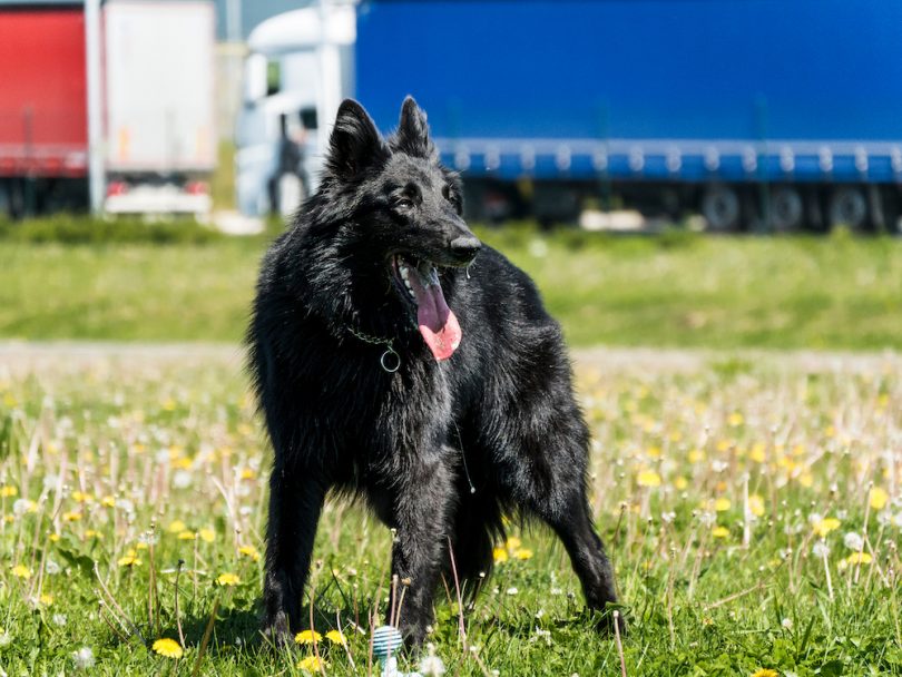 Large Dog Breeds - An Easy Guide To Help You Choose One